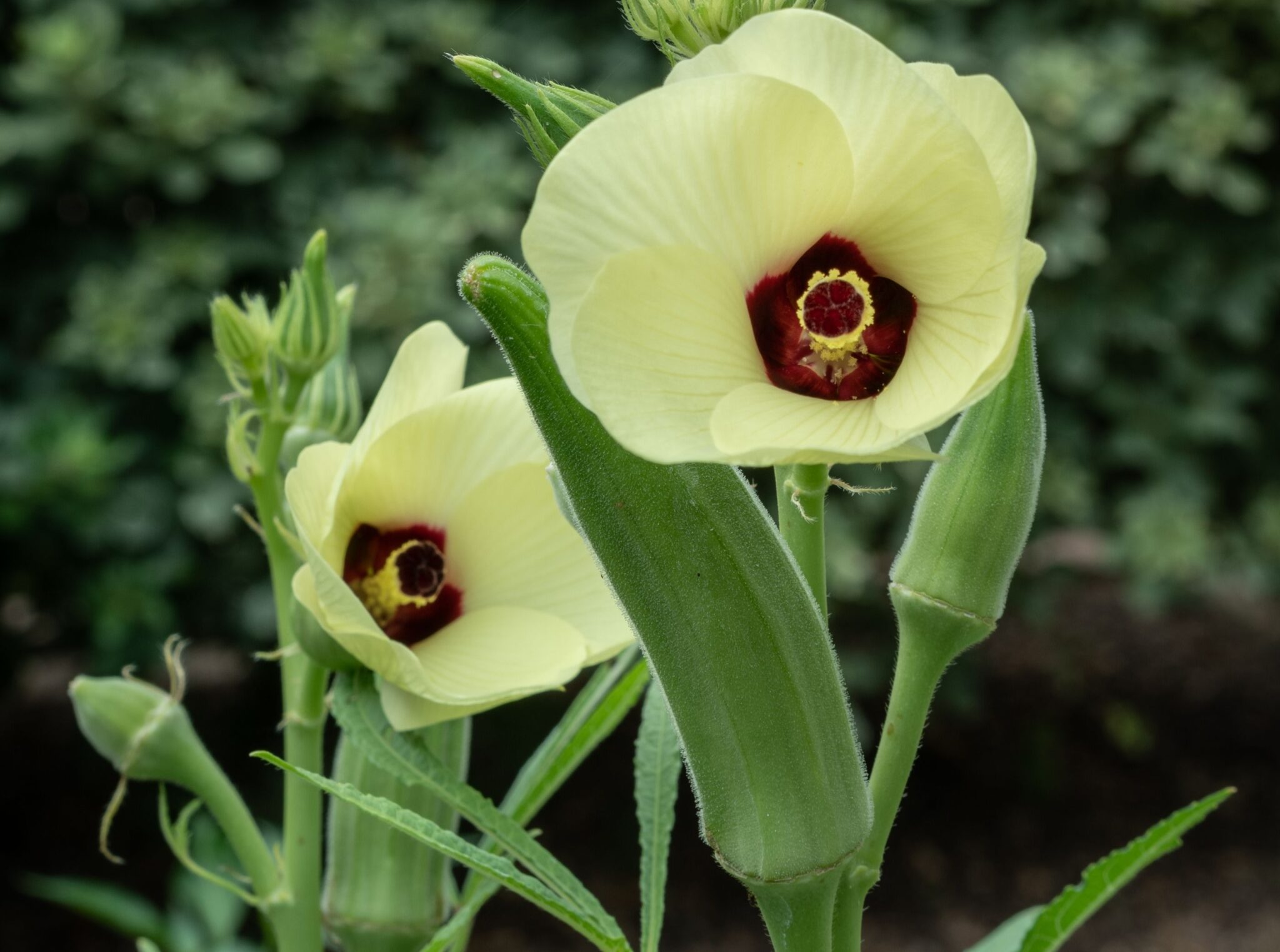 Okra: The Slimy Superfood - Sustainable Food Center